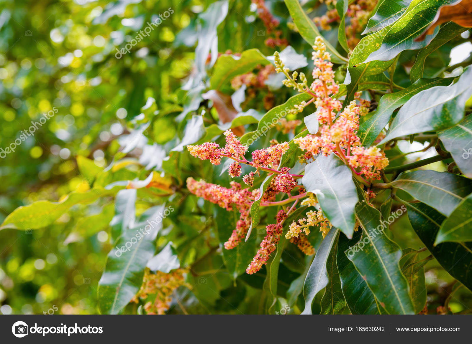 Mango Tree Flowering Bloom Close — Stock Photo © Altinosmanaj #165630242