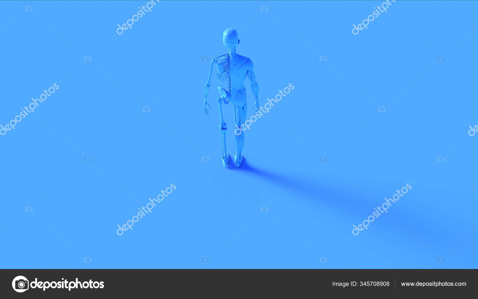 Black Iron Ecorche Half Skeletal System Half Muscle System Anatomical ...