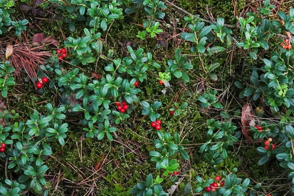 Forest berries cowberry, plants insects in the forest,lingonberry ...