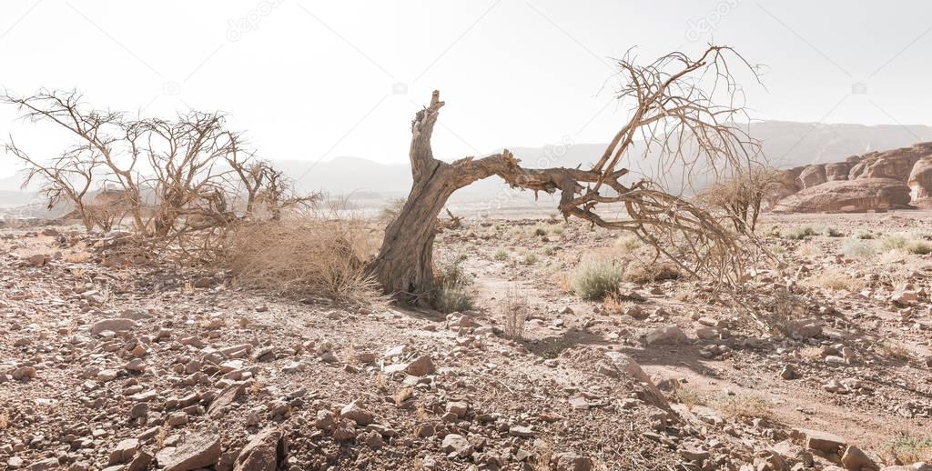 Árbol del desierto seco rama muerta piedra montañas cresta paisaje. 2023