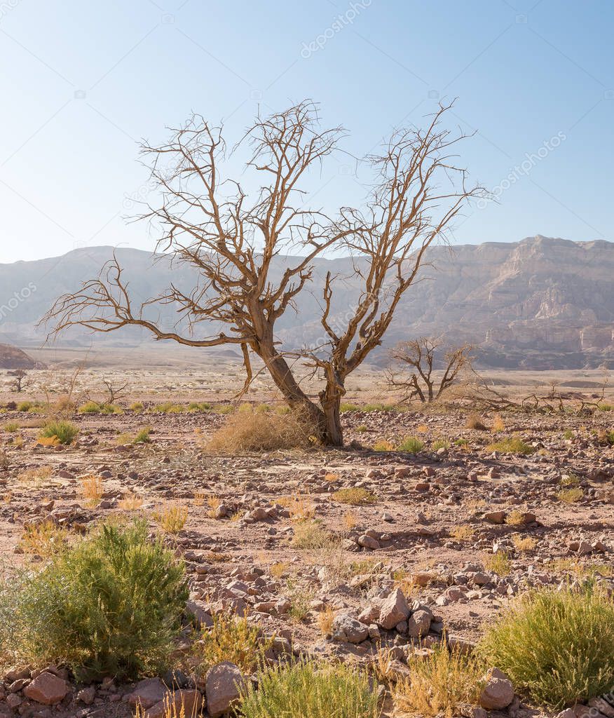 Árboles del desierto seco rama muerta piedra montañas cresta paisaje. 2024