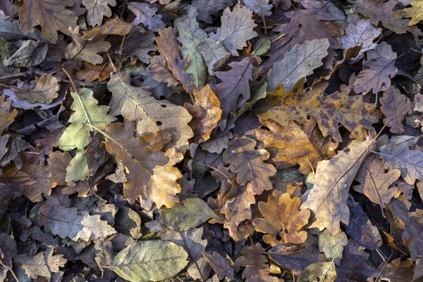 The oak leaves texture Stock Photos, Royalty Free The oak leaves ...