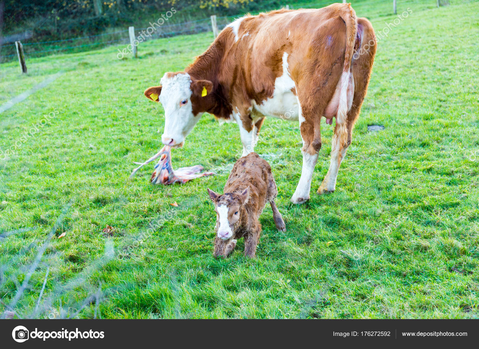 Mother cow with new born calf hours after giving birth on green — Stock ...