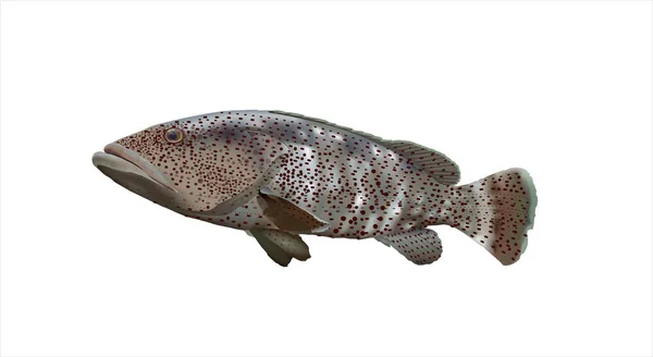 18,374,434 Oxalato fish Vector Images | Depositphotos