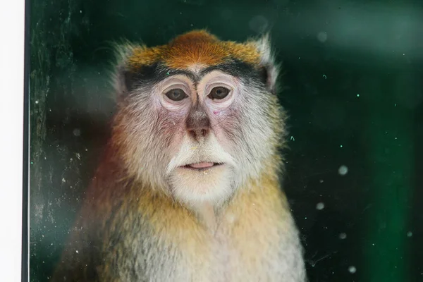 Close-up. Sad monkey looking at the camera. Funny monkey looks with sad ...