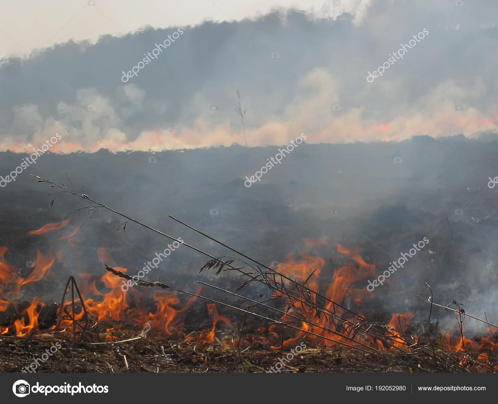 Forest Fire Burns Dry Grass Stock Photo by ©el_fa.mail.ru 192052980