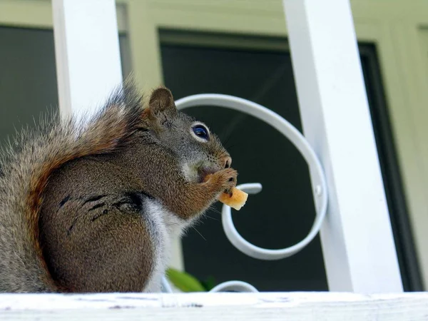Albert squirrel Stock Photos, Royalty Free Albert squirrel Images ...