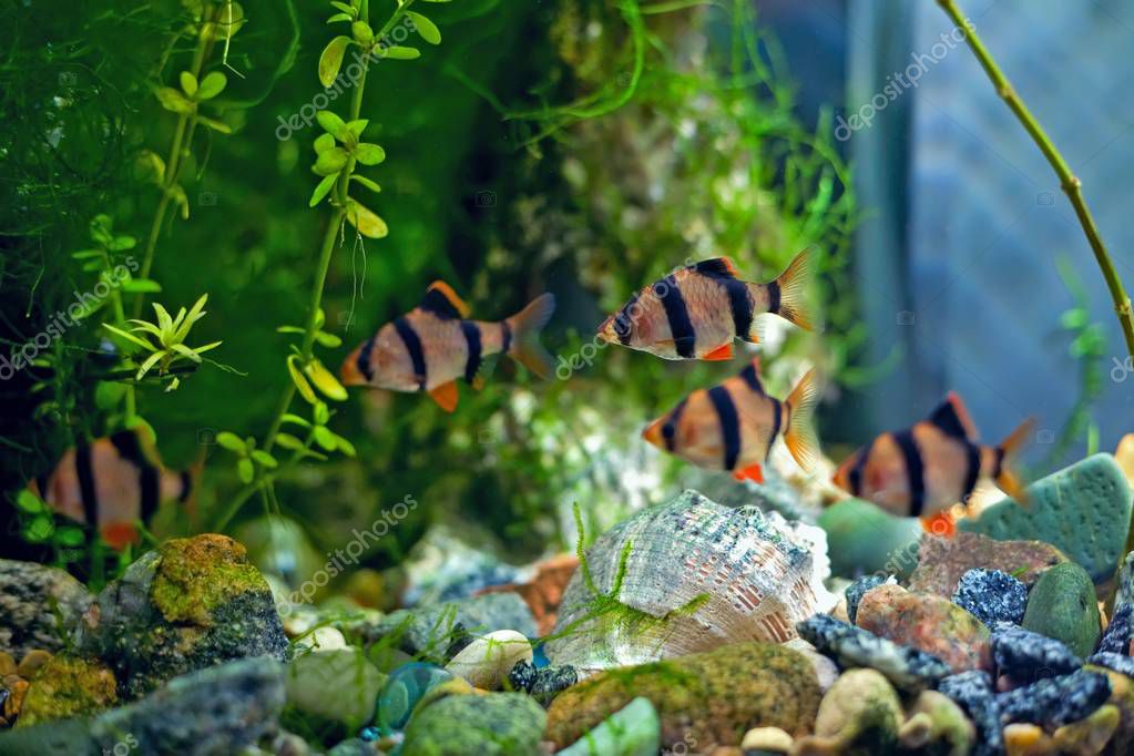 Red Tiger Barb