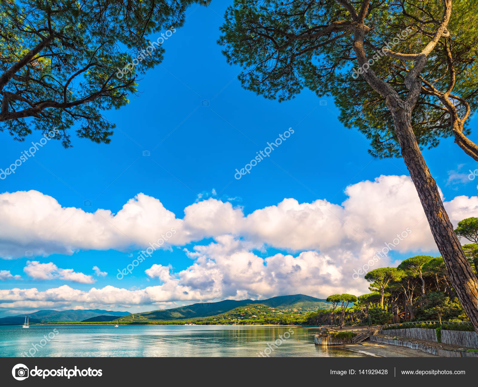 Punta Ala, Pine tree group, beach and sea bay. Tuscany, Italy — Stock ...