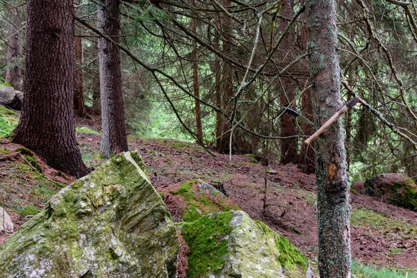 Forêt de poireaux ours Stock Photos, Royalty Free Forêt de poireaux ...