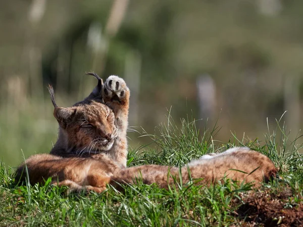 Eurasian lynx Stock Photos, Royalty Free Eurasian lynx Images ...