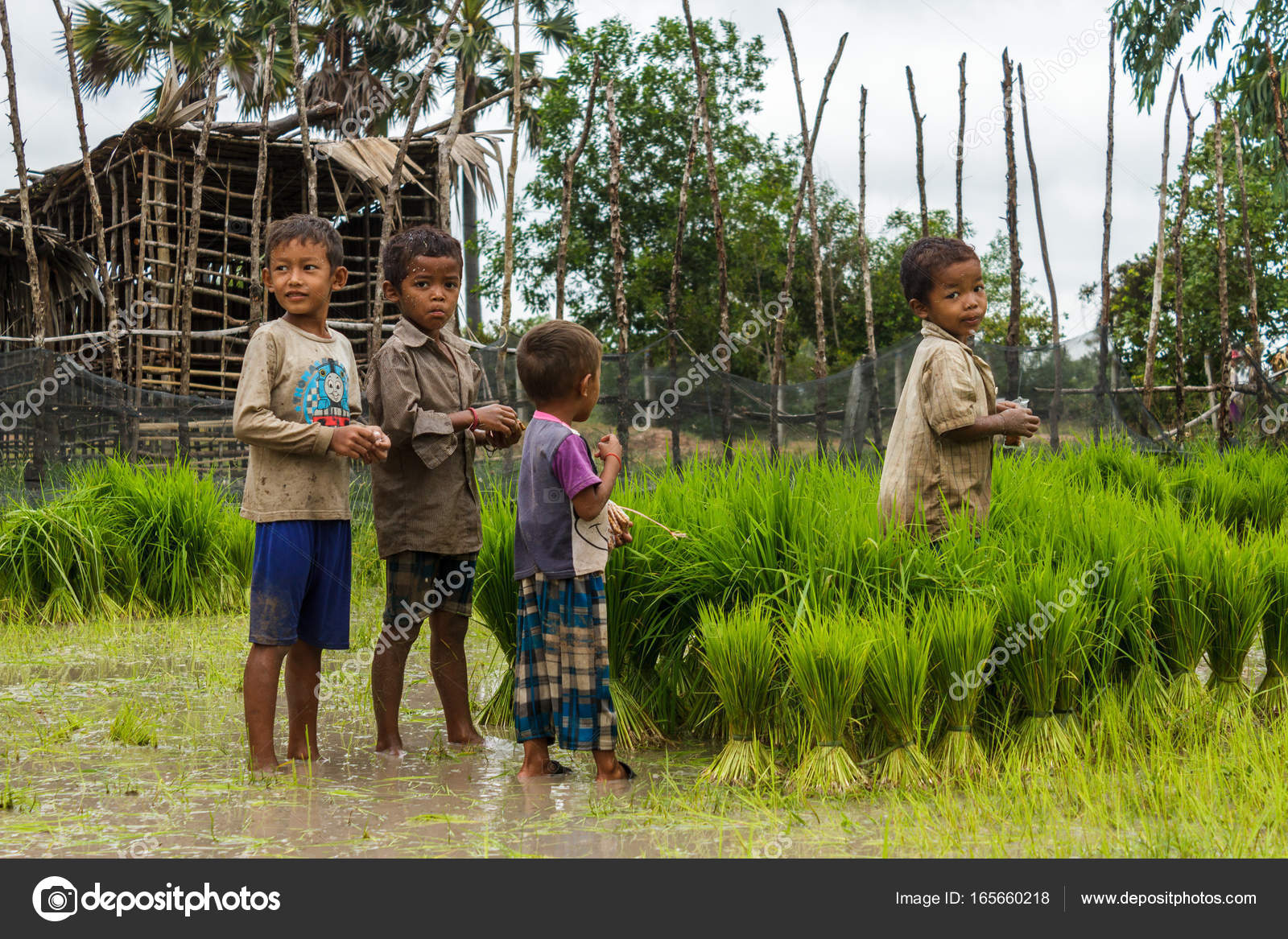 Cambodian boys at a rice farm – Stock Editorial Photo © jeffcagle ...