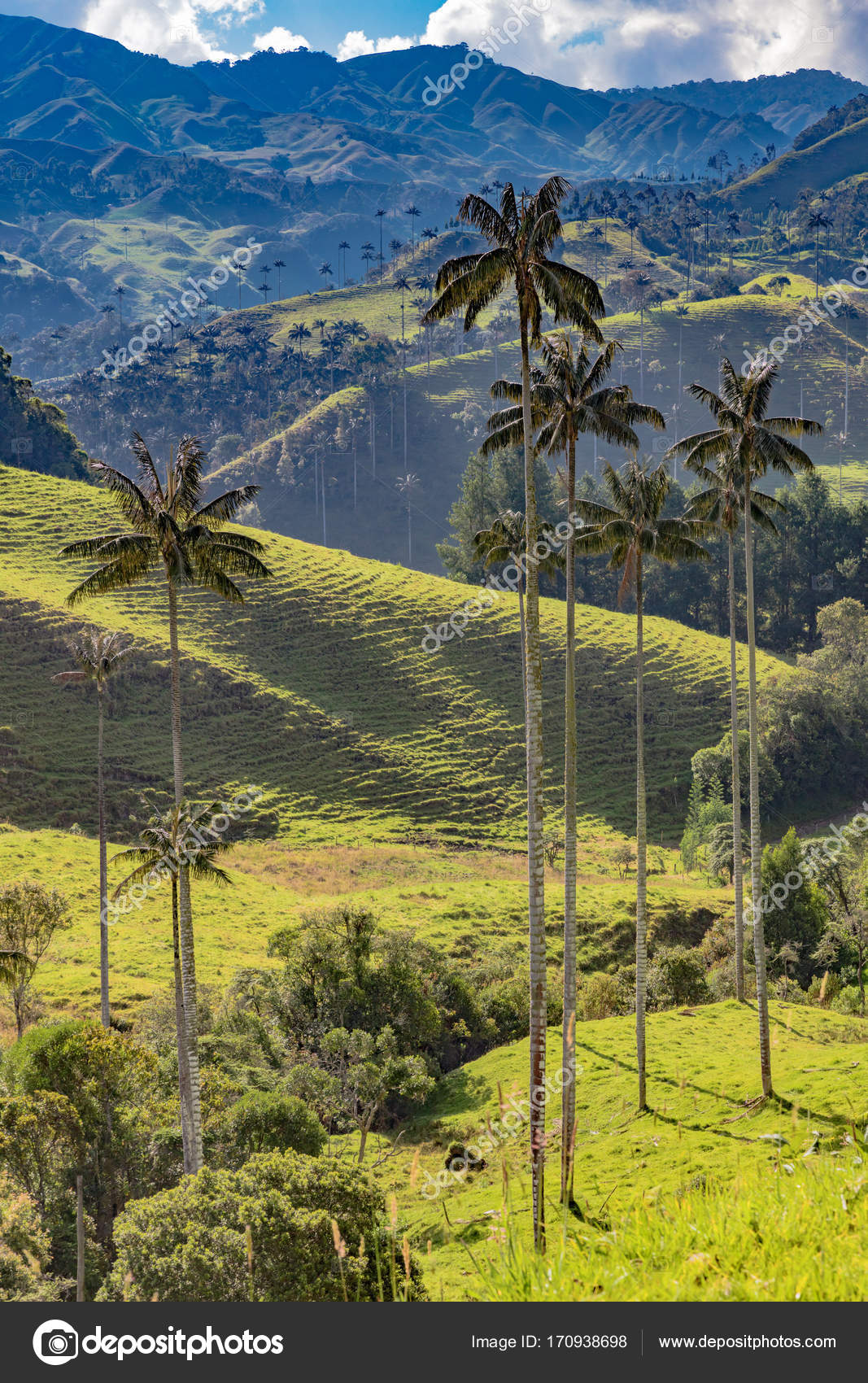 Bosque De Palma De Cera La Samaria San Felix Salamina Caldas Col ...