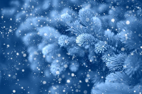 Background a texture furry spruce tree branches Stock Photo by ...