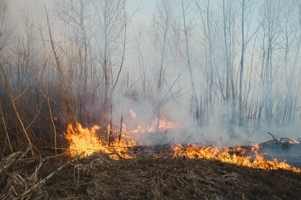 Forest fire ashes - Stock Image - Everypixel