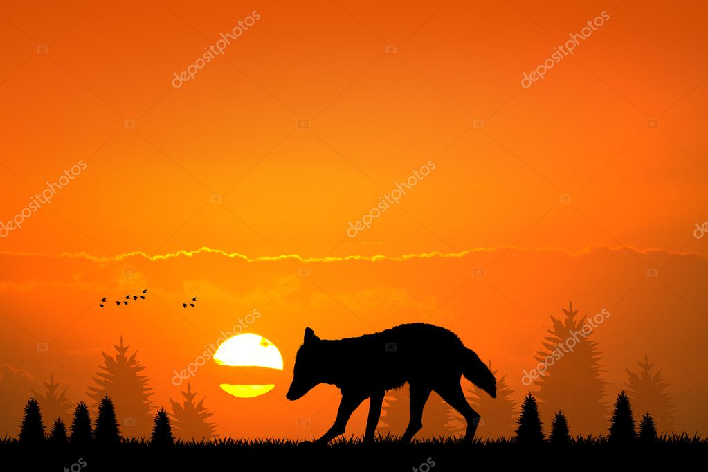 Red fox in the forest at sunset Stock Photo by ©adrenalina 128322270
