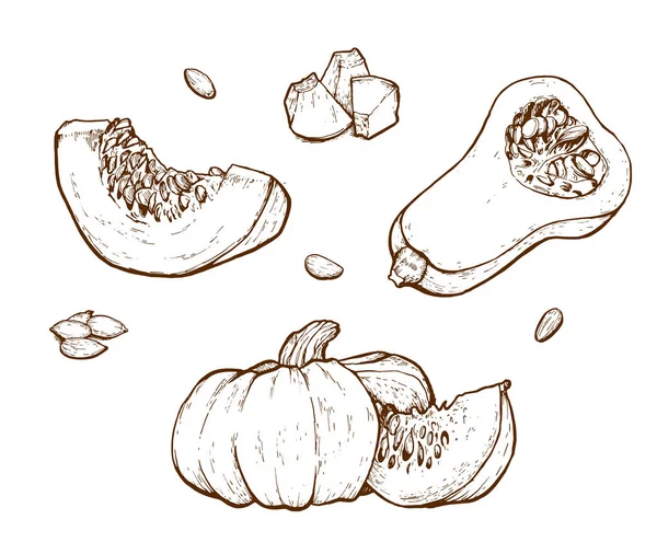 Pumpkin seed, hand draw vector. Stock Vector Image by ©kirpmun@hotmail ...