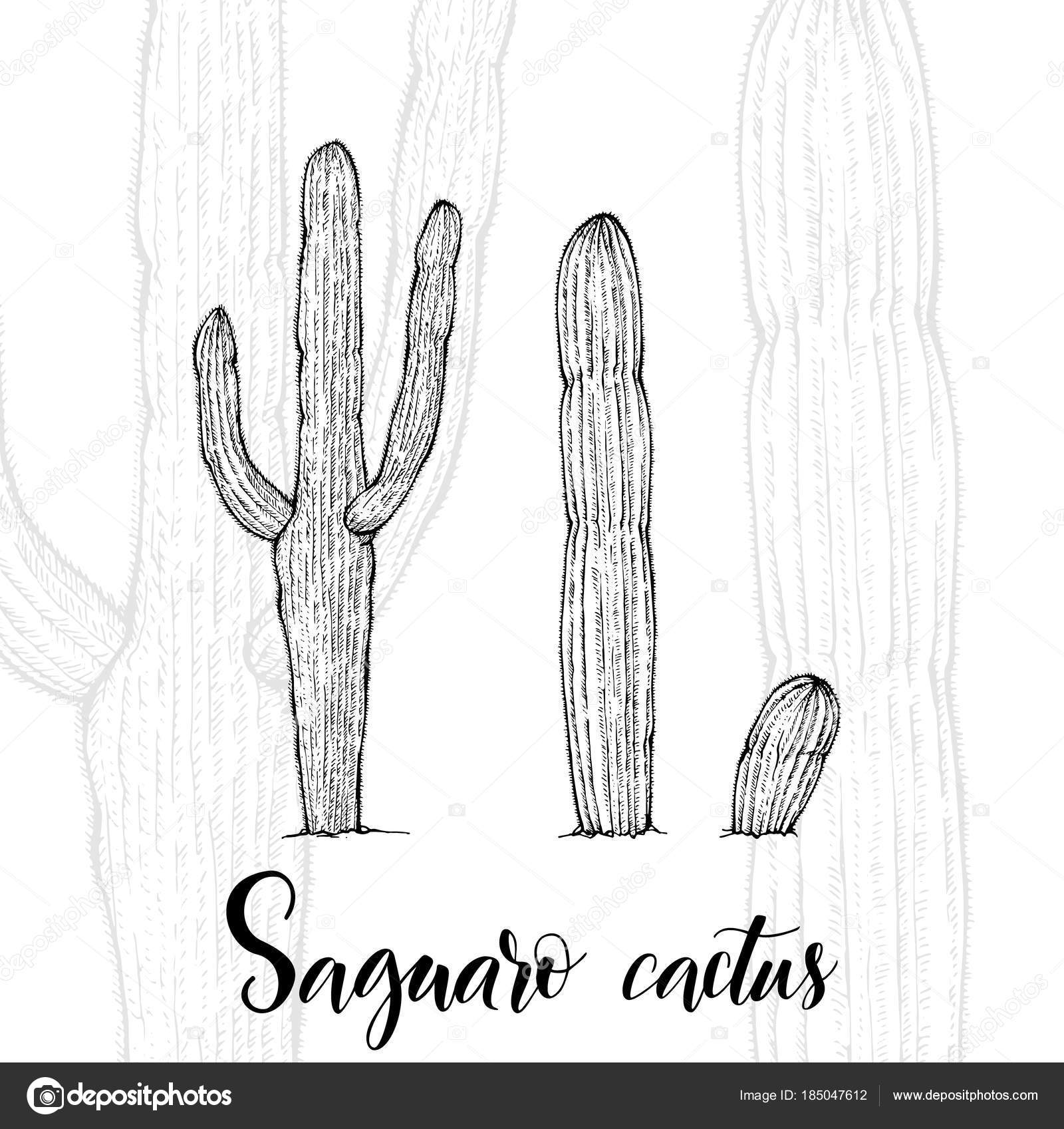 Cactus saguaro dibujados a mano Vector de stock #185047612 de ©catreen