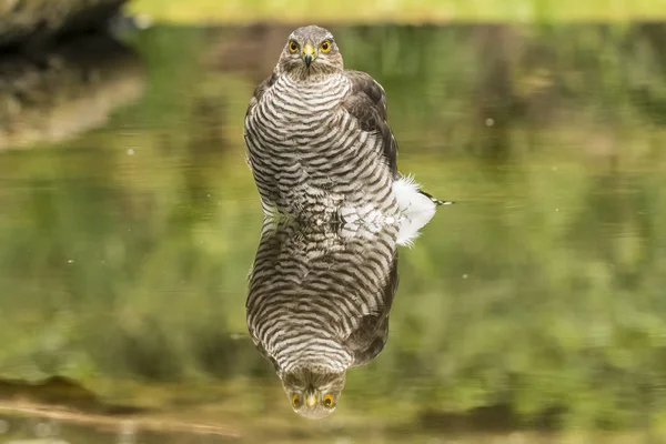 Man hawk Stock Photos, Royalty Free Man hawk Images | Depositphotos