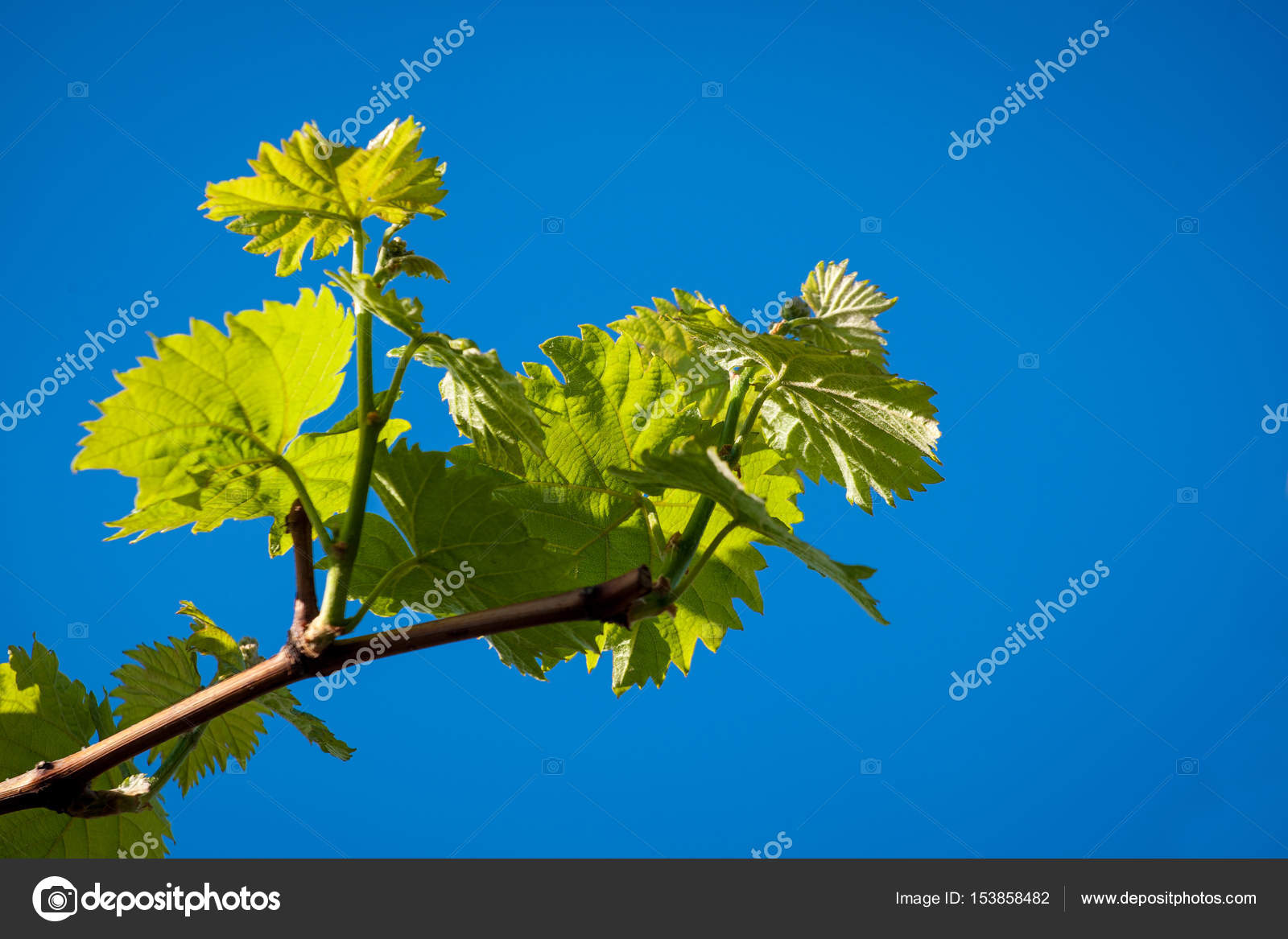 Young grapevine leavees Stock Photo by ©igorartmd 153858482