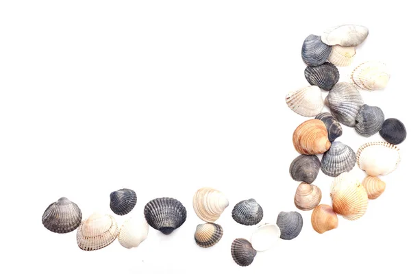 A group of seashells Stock Photos, Royalty Free A group of seashells ...