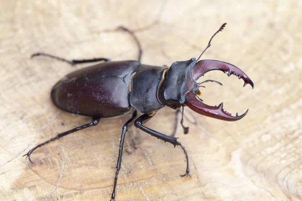 Stag beetle Stock Photos, Royalty Free Stag beetle Images | Depositphotos