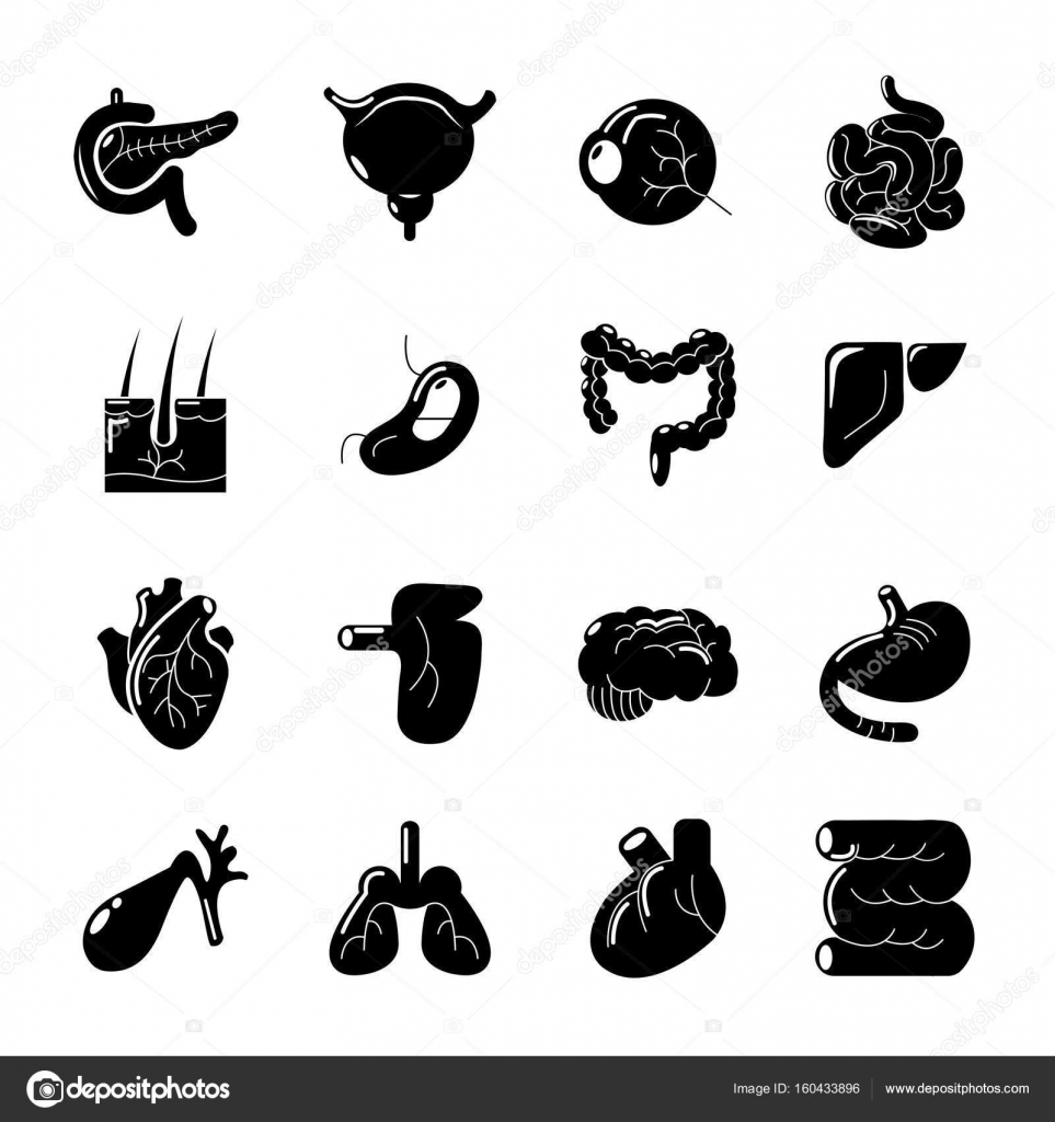 Internal human organs icons set, simple style Stock Vector Image by ... Internal human organs icons set, simple style Stock Vector Image by ...