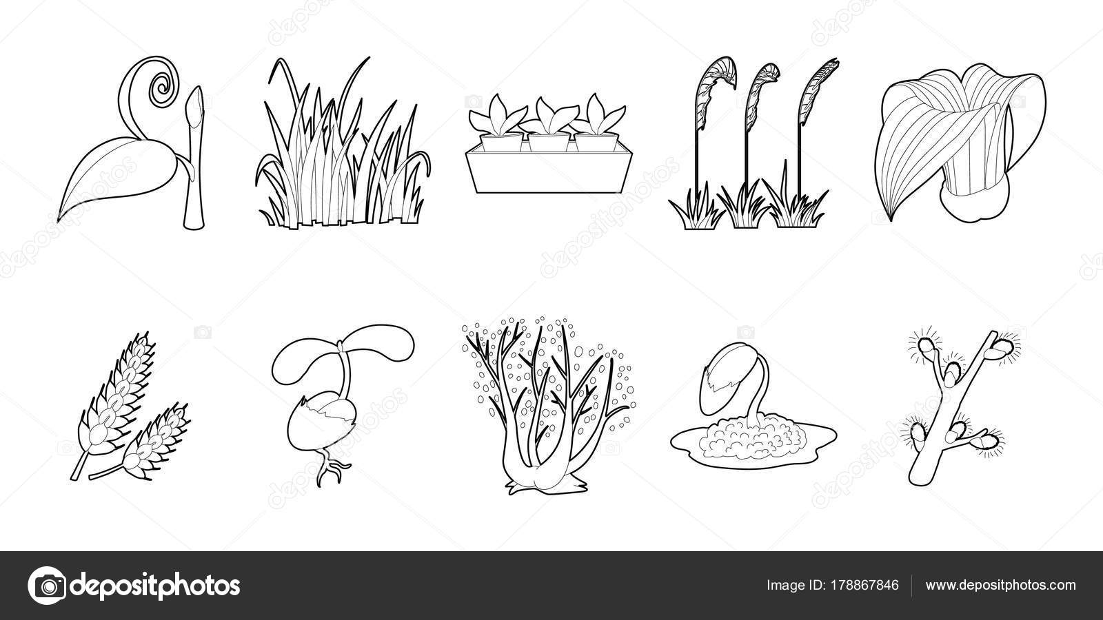 Plant icon set, outline style Stock Vector by ©ylivdesign 178867846