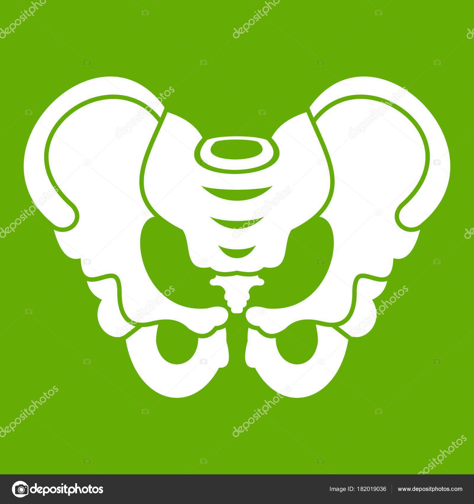 Pelvis icon green Stock Vector by ©ylivdesign 182019036