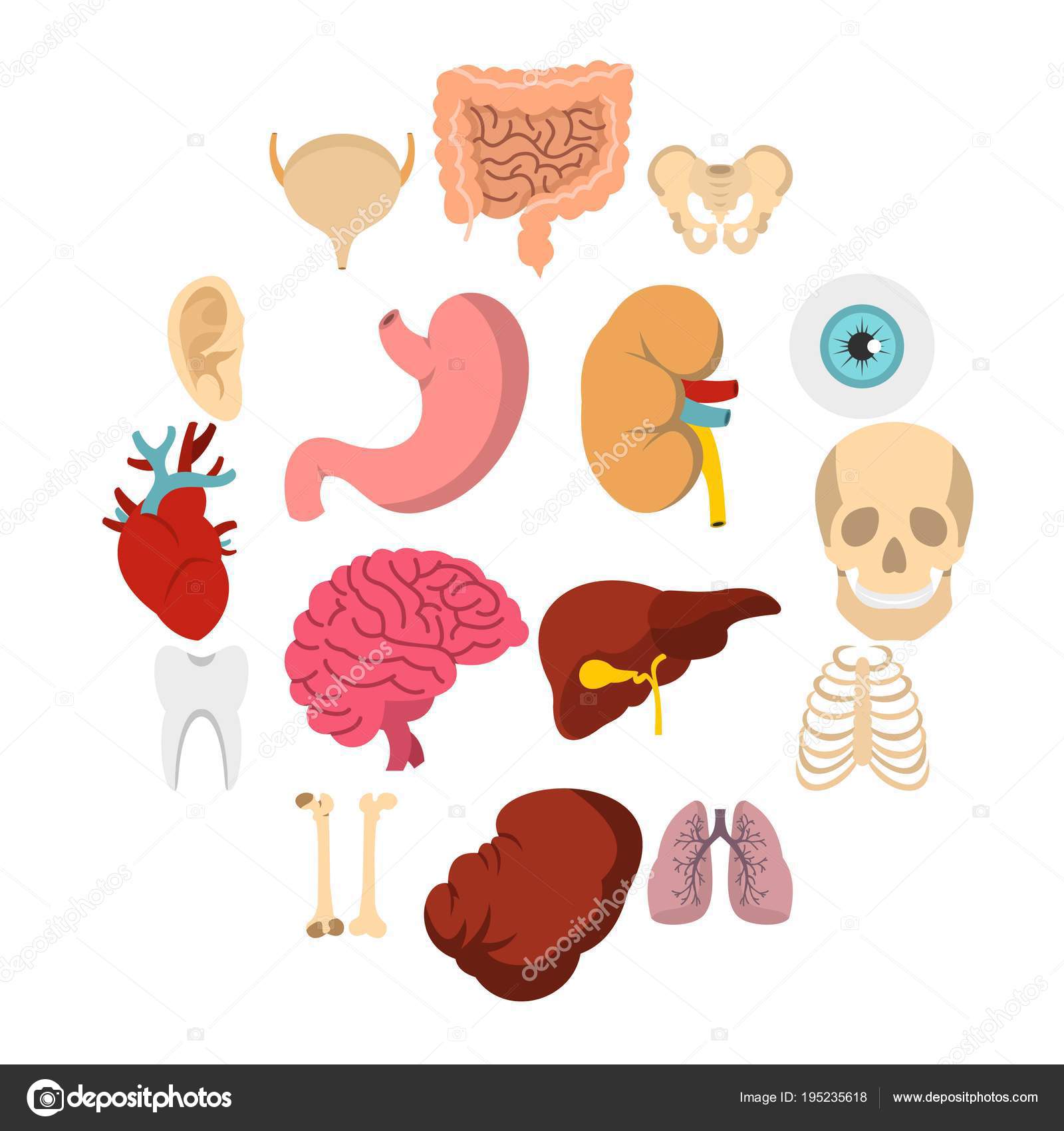 Organ manusia mengatur ikon datar Vektor Stok oleh ©ylivdesign 195235618