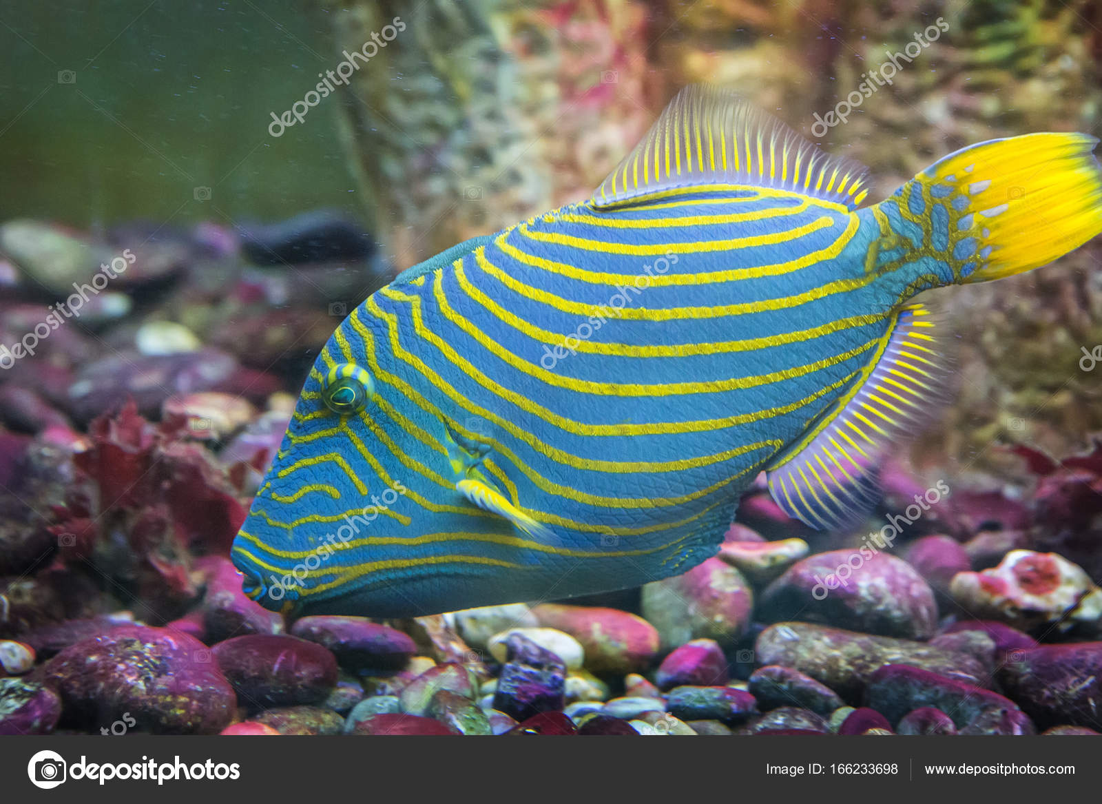 Blue Striped Tropical Fish