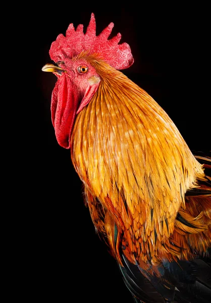 Gallo fotos de stock, imágenes de Gallo sin royalties | Depositphotos