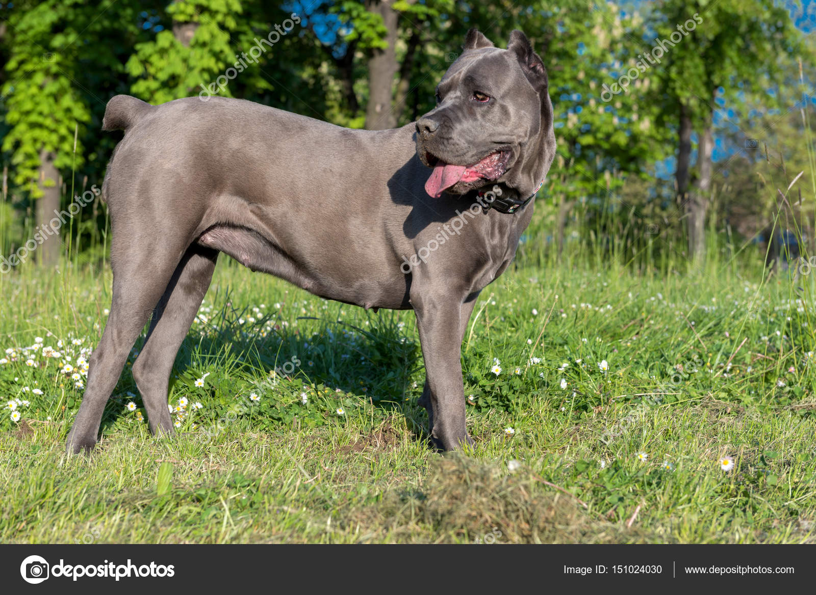 Big Cane Corso