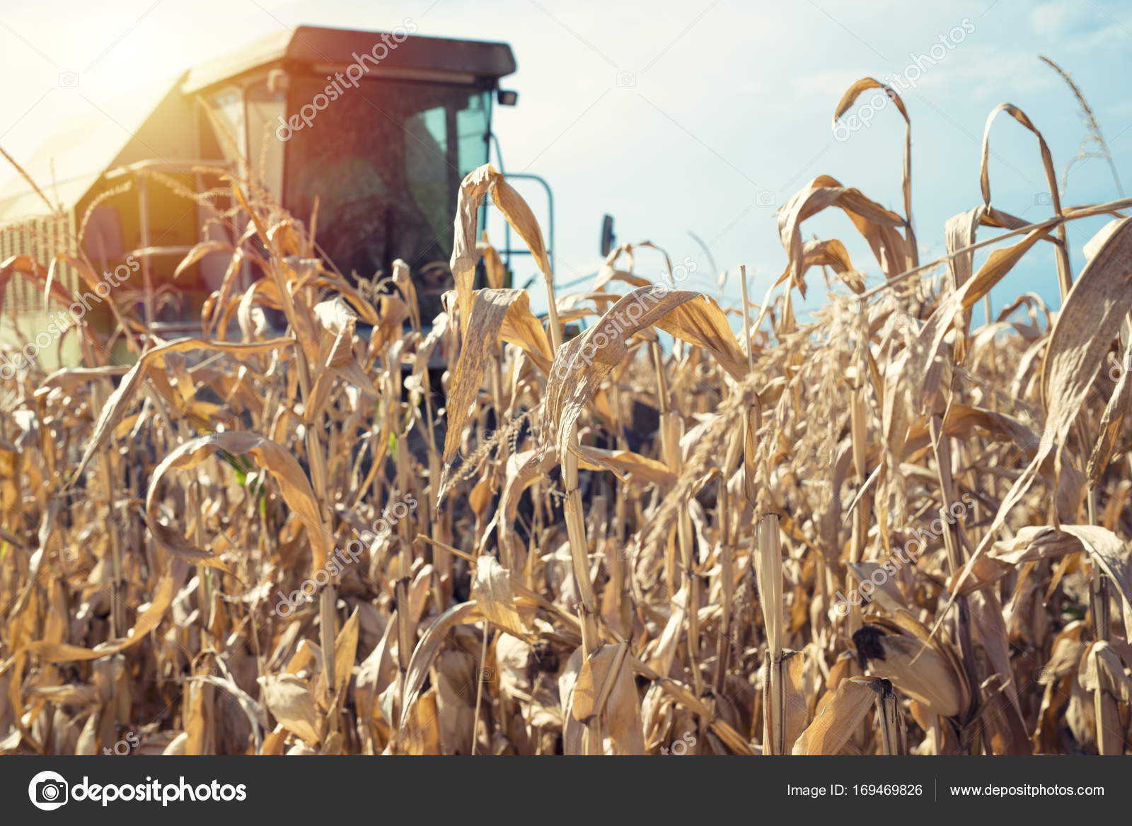 Combine harvester in corn field. Stock Photo by ©alex.wolf 169469826
