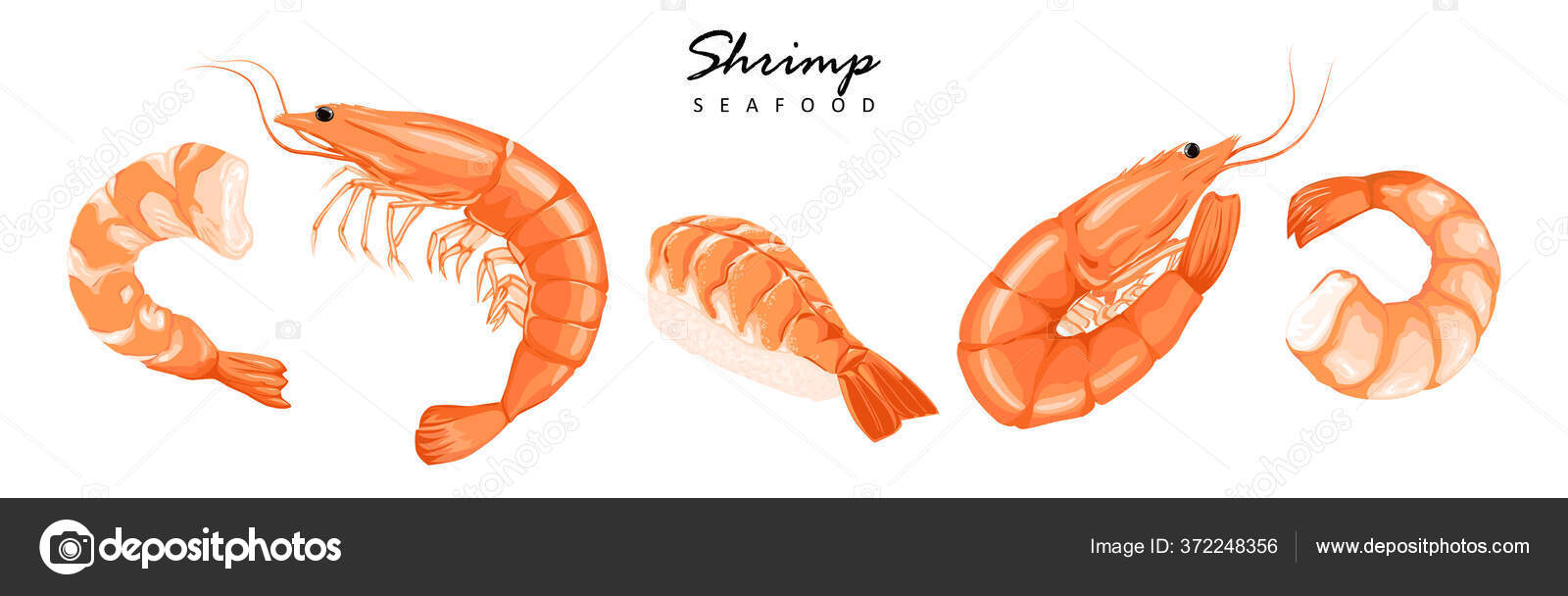 Cooked Shrimp Drawing