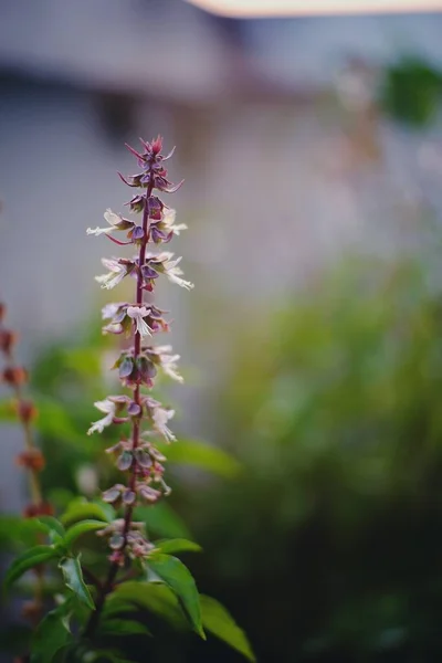 Basil flowers are blooming in the backyard - Stock Image - Everypixel