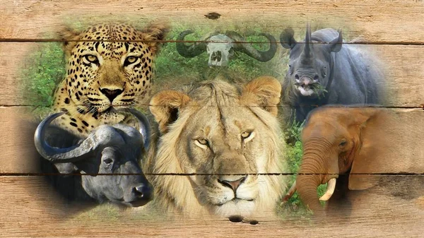 Big five Images - Search Images on Everypixel