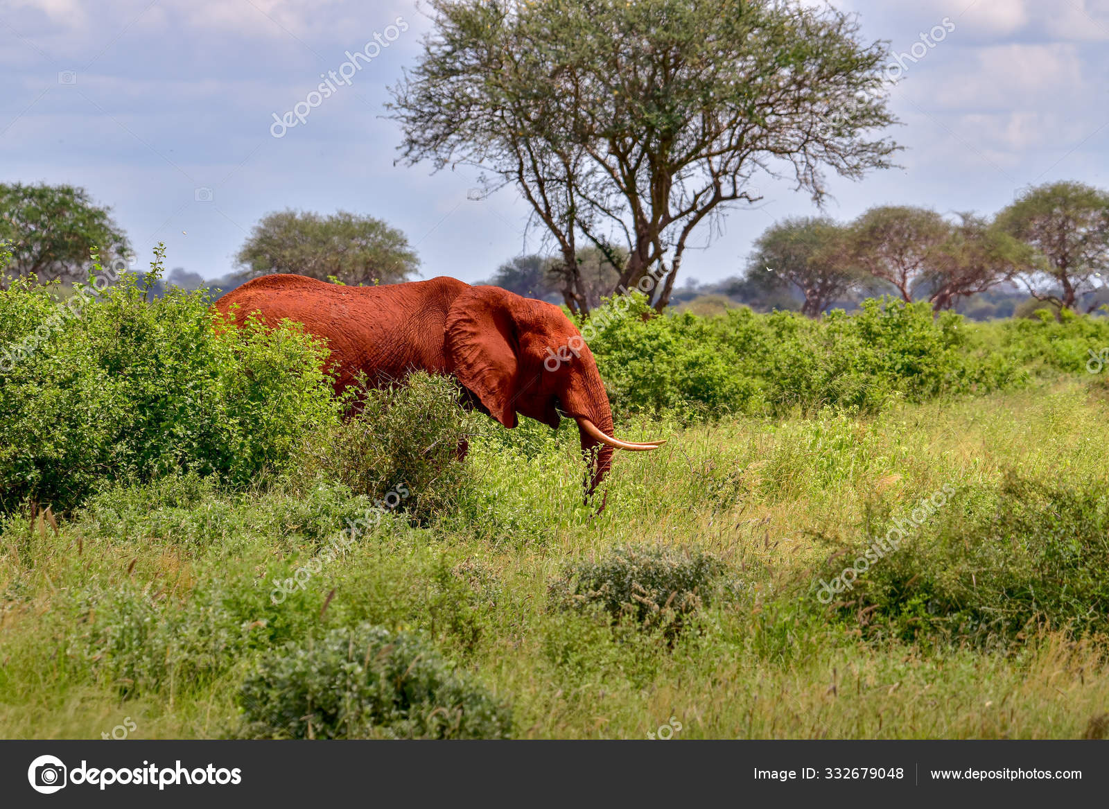 Elephants Tsavo East Tsavo West National Park Kenya — Stock Photo ...