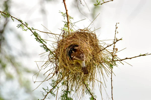 Construir nidos fotos de stock, imágenes de Construir nidos sin ...