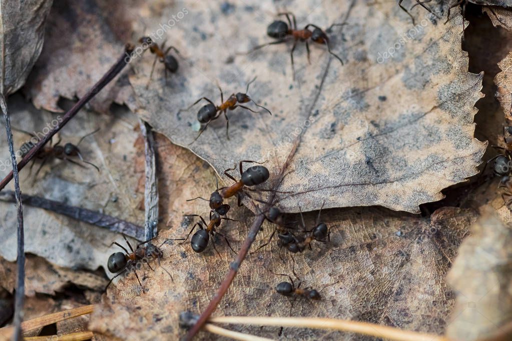 hormigas rojas grandes en el bosque de primavera 2024