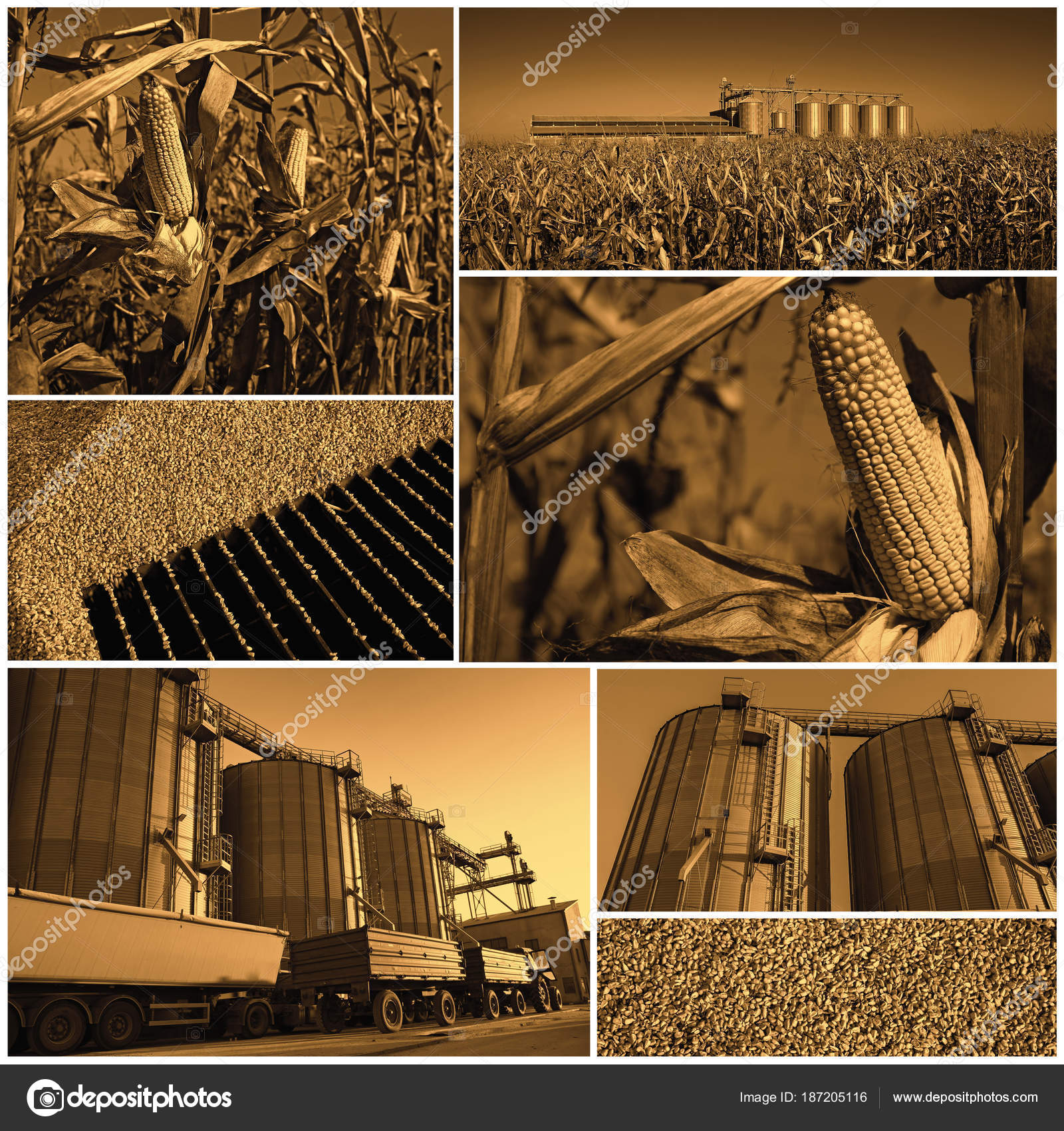 Corn Growing And Harvesting - Collage Stock Photo by ©robert_g 187205116