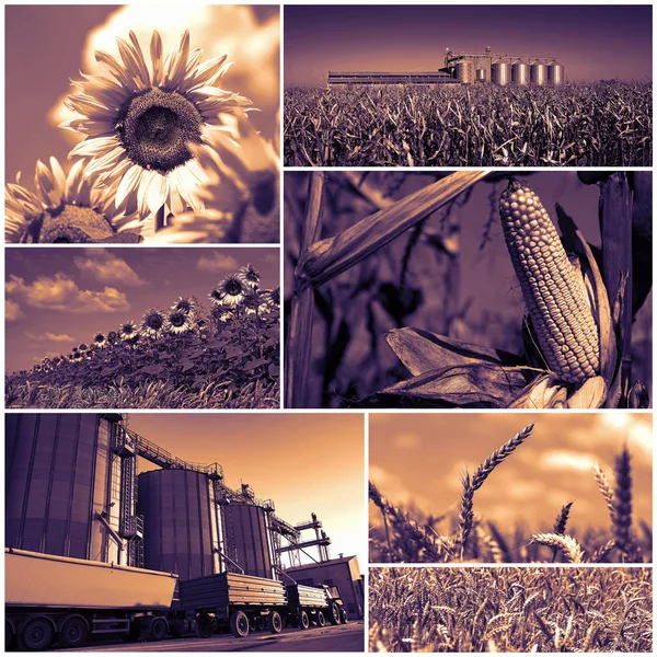 Crop Production Photo Collage Agricultural Media Photo Wall Collage ...