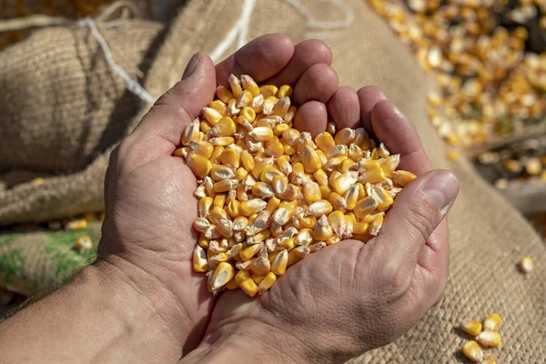 Handful of Harvested Grain Corn. Farmer's rough hands holding corn ...
