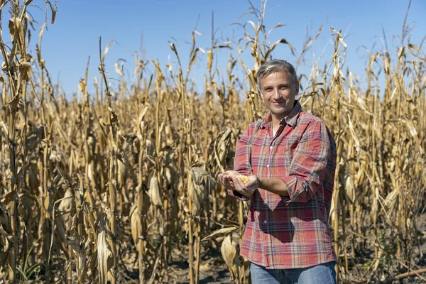 Smiling Farmer in Cornfield Showing Freshly Harvested Corn Maize Grains ...