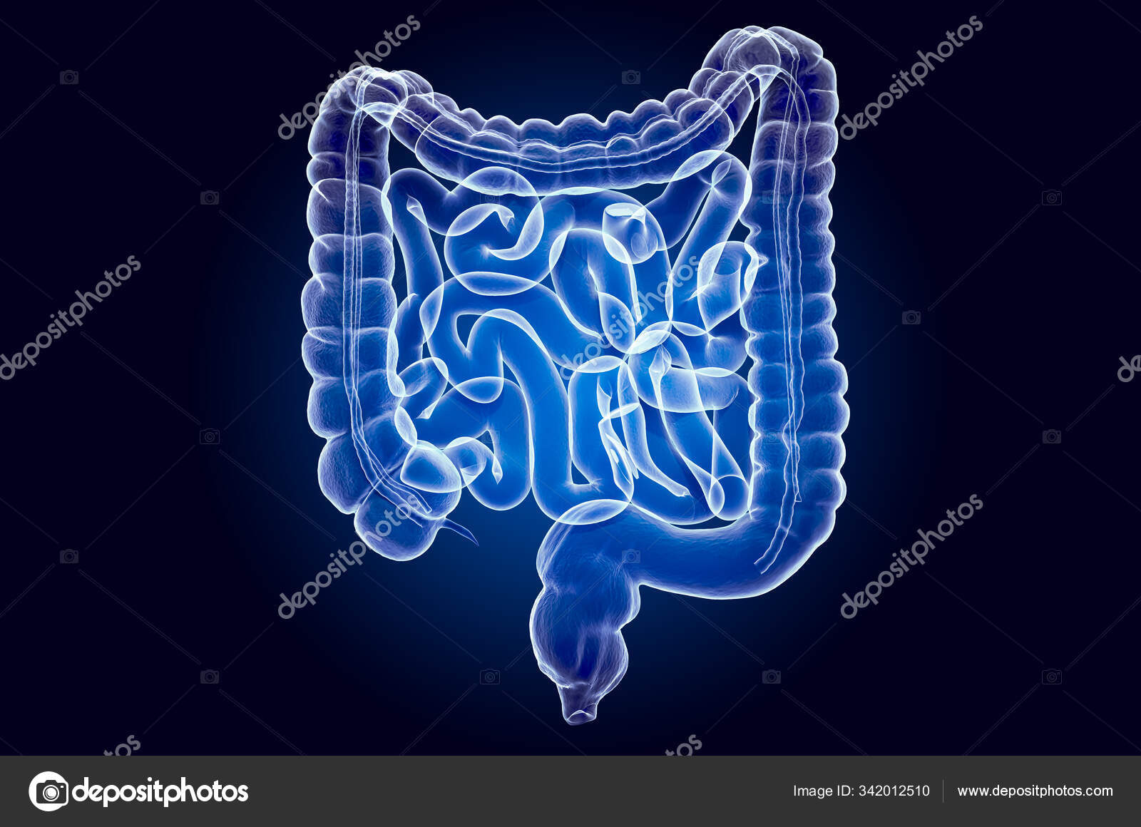 Human intestines, x-ray hologram. 3D rendering Stock Photo by ©alexlmx ...