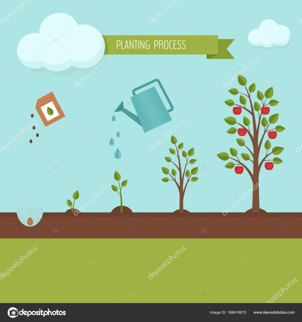 Planting tree process infographic. Apple tree growth stages. Steps of ... Planting tree process infographic. Apple tree growth stages. Steps of ...