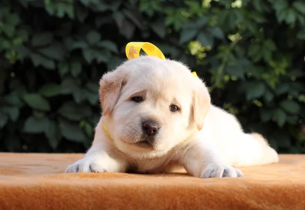 Cute labrador retriever puppies in a picnic basket — Stock Photo ...
