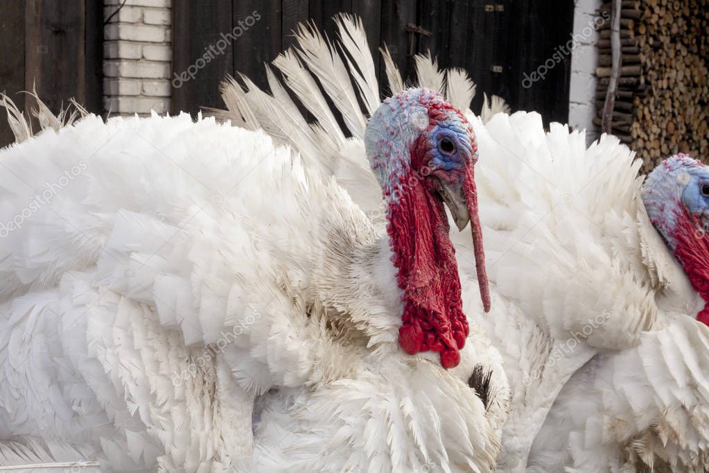 The Midget White Turkey Perfect Homestead. gran pavo gordo en el patio ...
