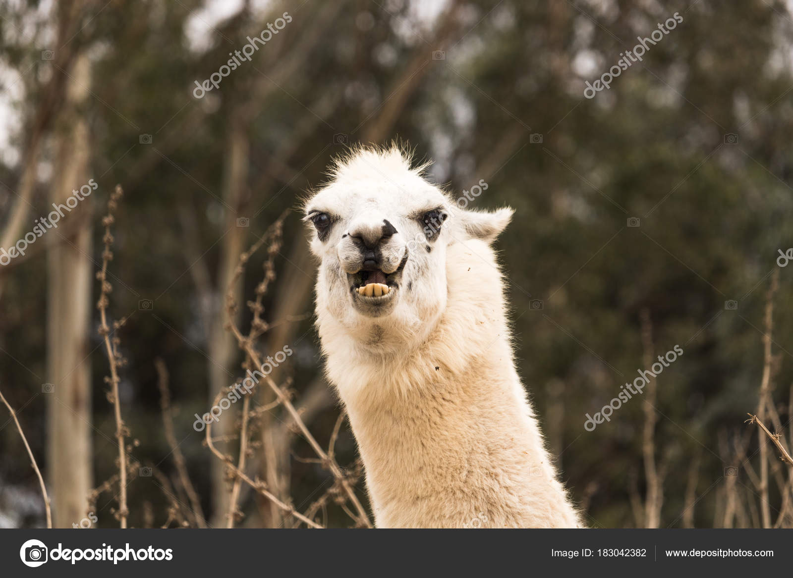 Mad Alpaca