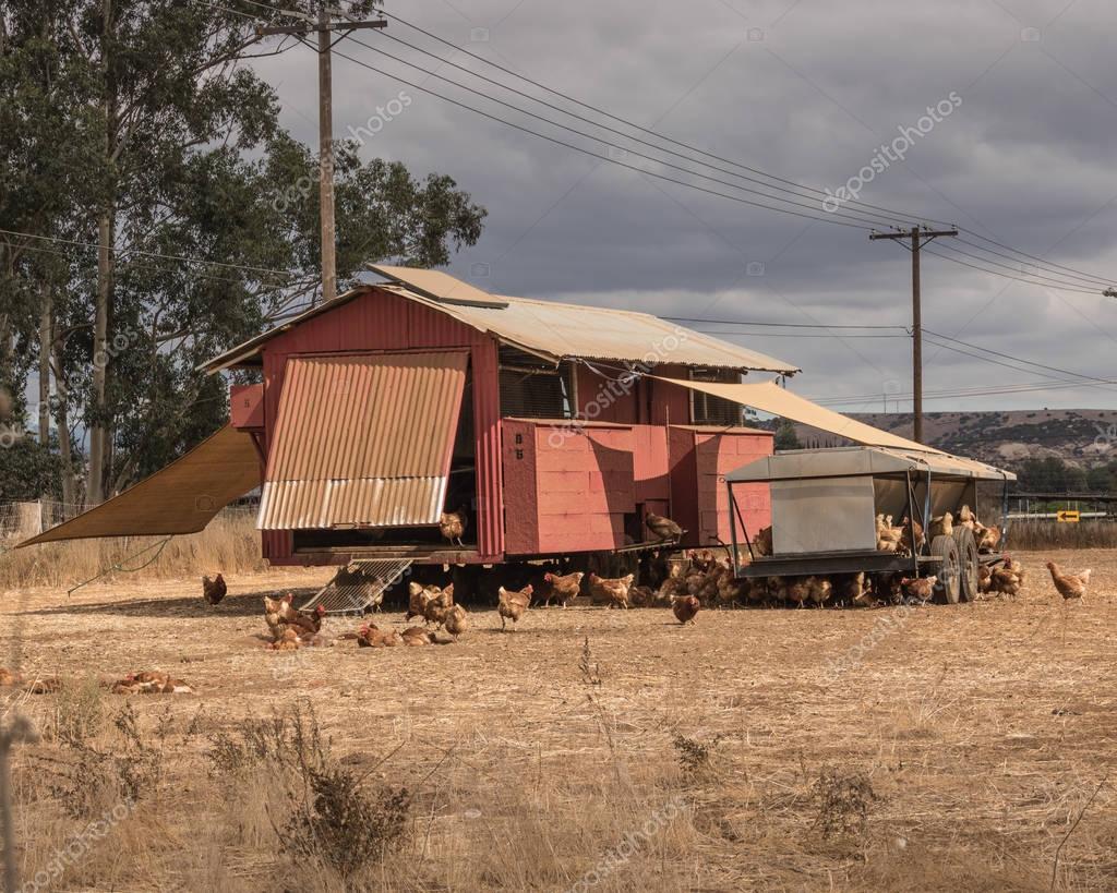 Pollos de corral libre, gallinas felices poniendo huevos marrones ...